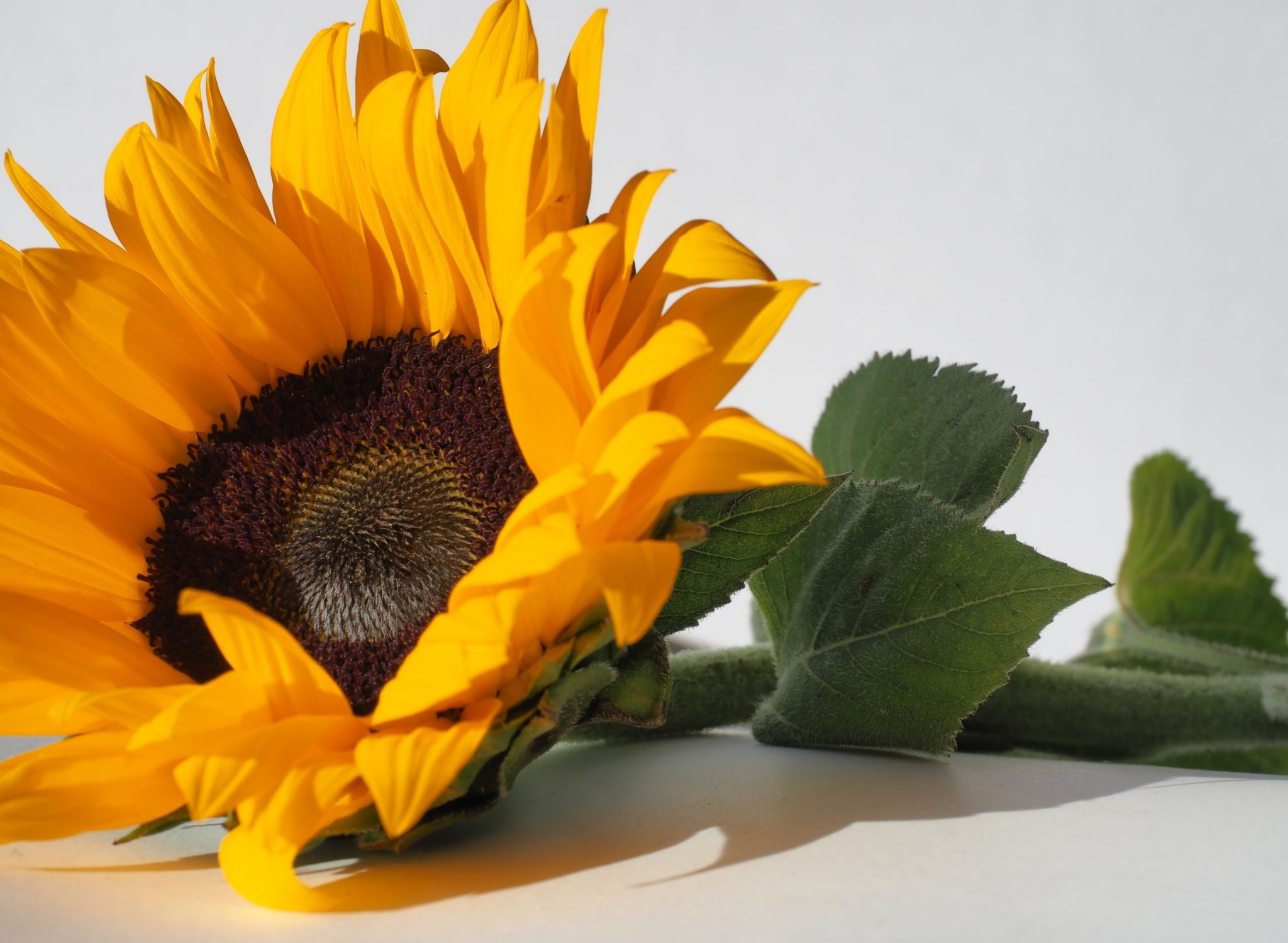 Tvoření-Hobby-Šití-Korálkování